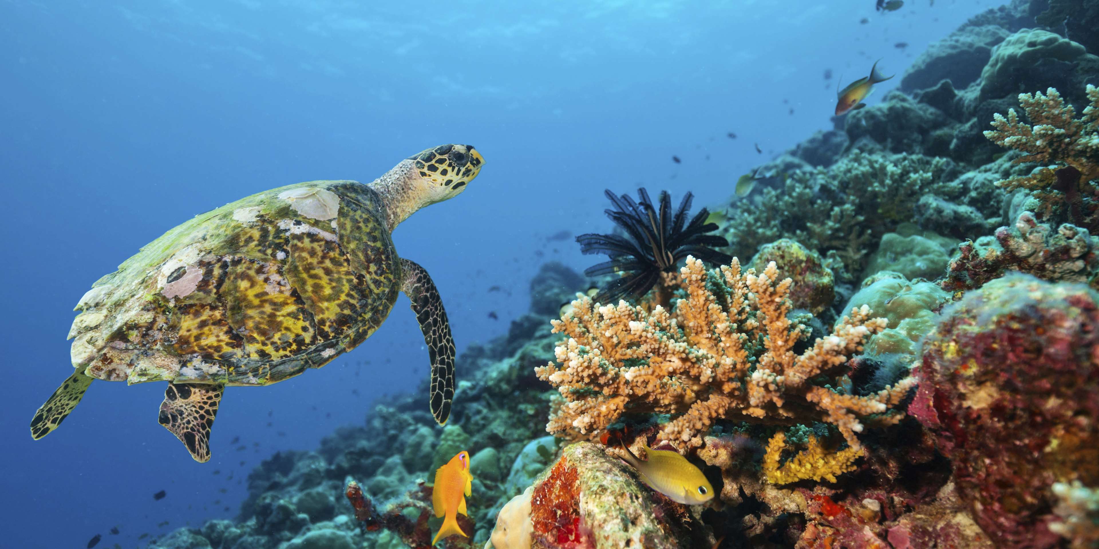 Beirut Summer Activities | Kempinski Summerland Resort Beirut